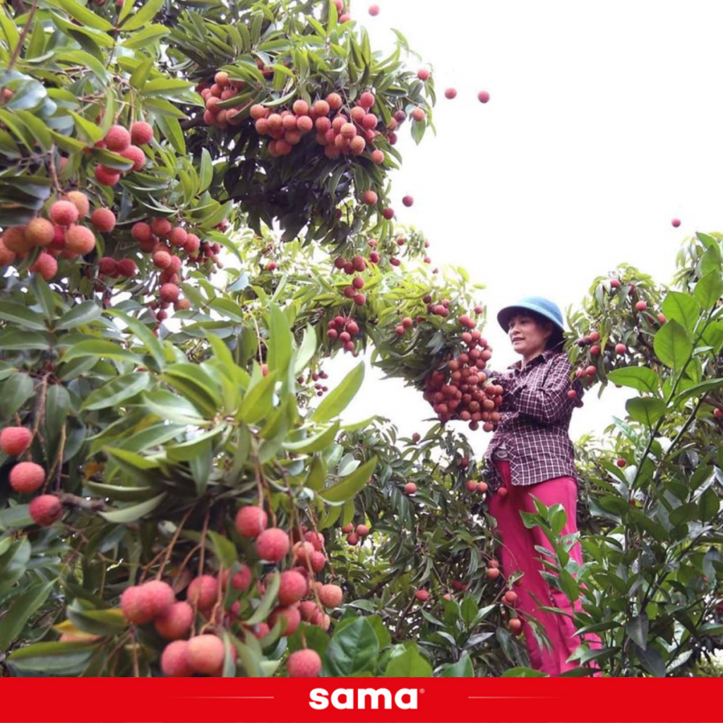 I LYCHEES: UNA REFERENZA UNICA A SCAFFALE - Sama spa